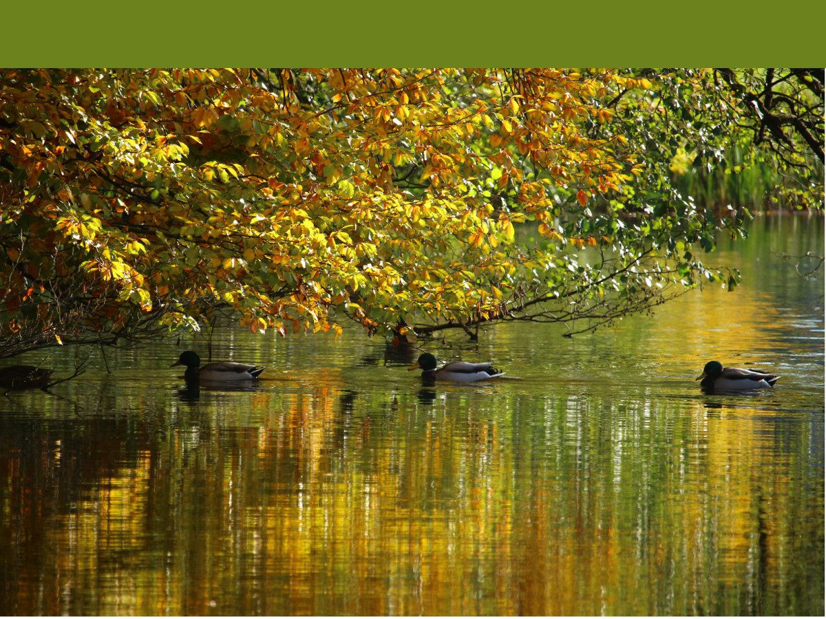 Divine Mission – Preserve Christian Family